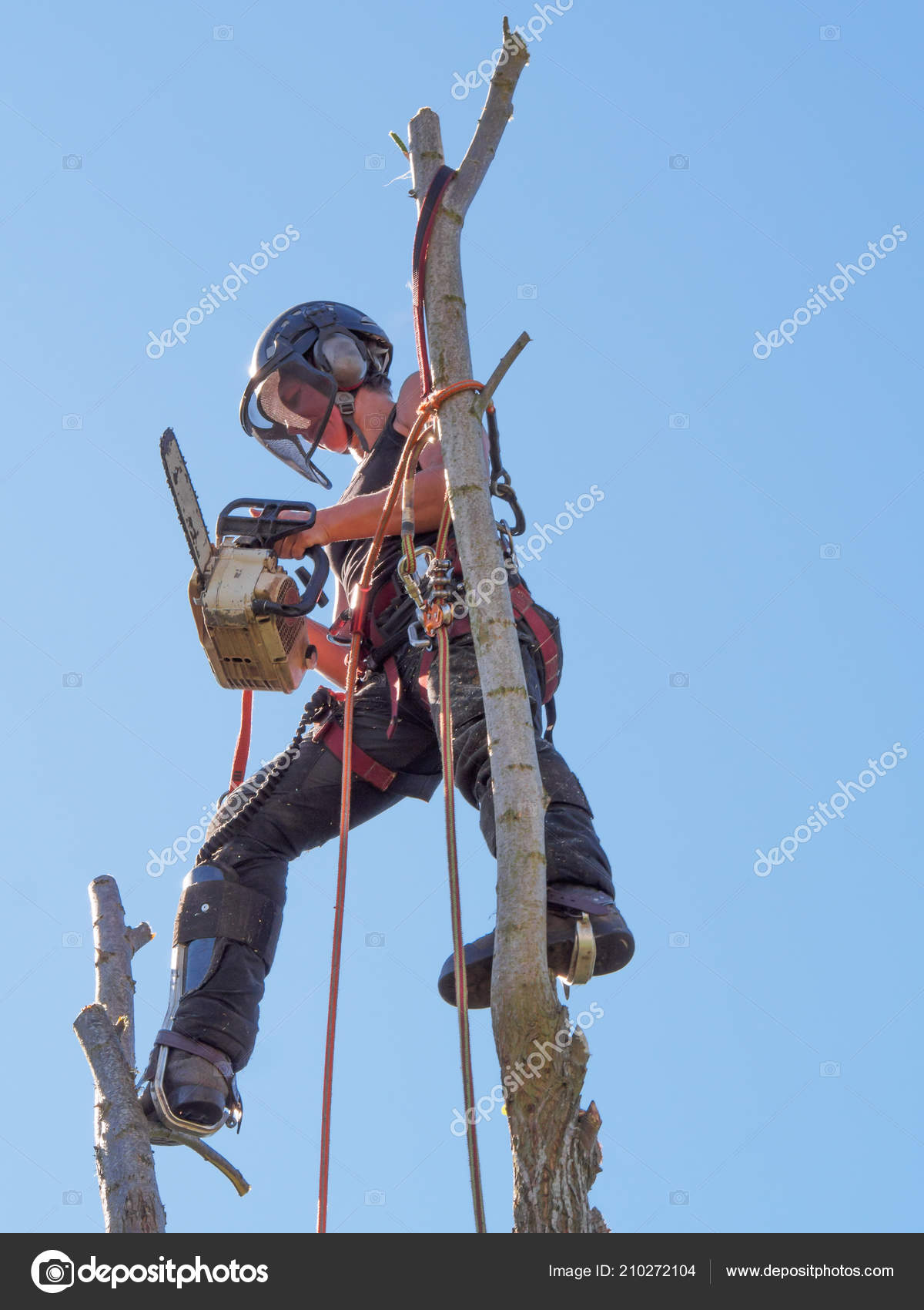 Female Arborist Balances Top Tree Ready Cut Branches Stock Photo by ...