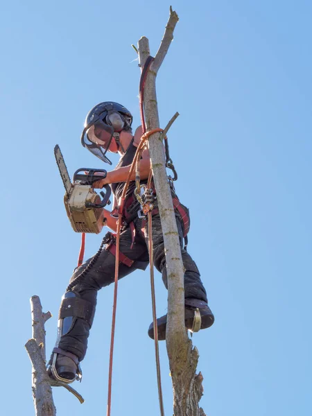 Female Arborist Roped Tree Ready Start Work — Stock Photo © diverroy ...