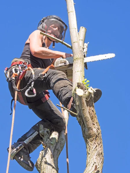 Female Arborist Balances Top Tree Ready Cut Branches Stock Photo by ...