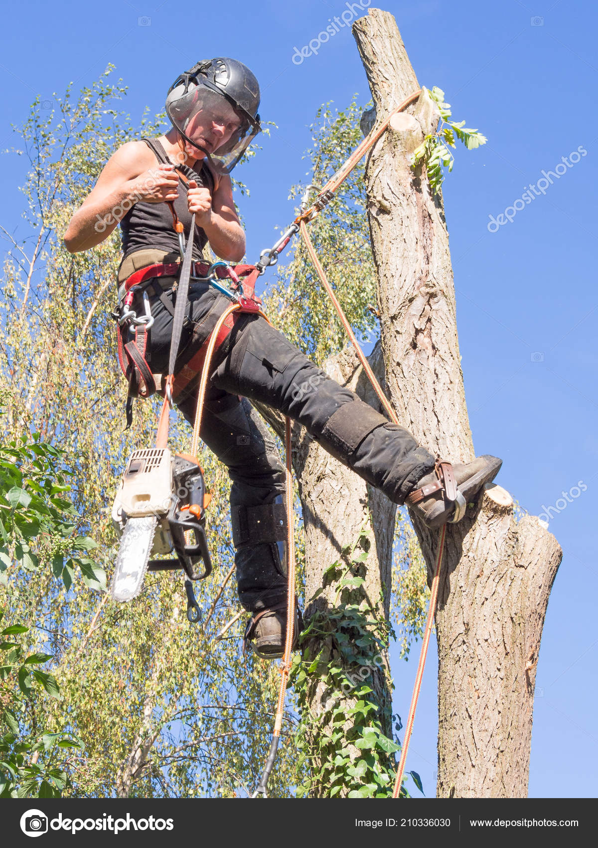 Female Tree Surgeon Getting Ready Use Chainsaw While Roped Tree Stock ...