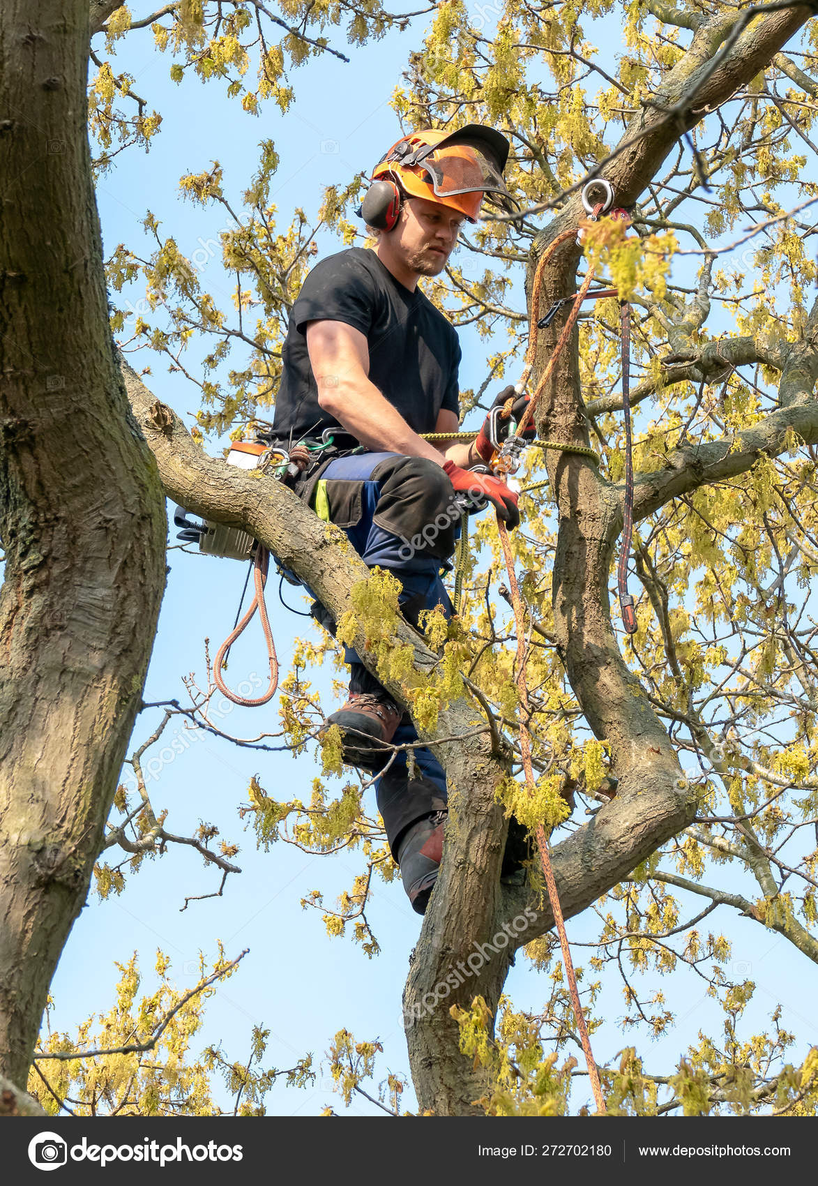 Tree Surgeon adjusting ropes Stock Photo by ©diverroy 272702180