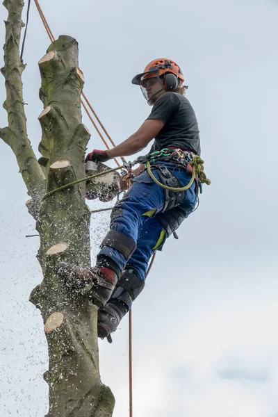 Arborist Tree Surgeon Cutting Tall Tree Using Safety Ropes Stock Photo ...