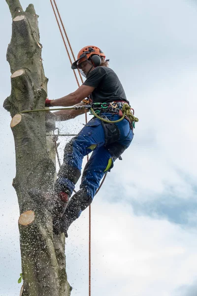 Female Arborist Roped Tree Ready Start Work — Stock Photo © diverroy ...
