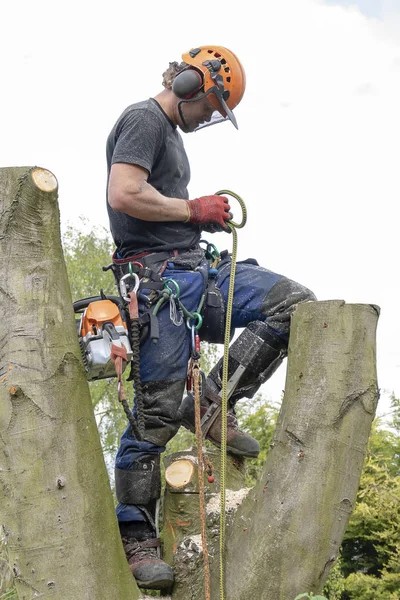 Arborist cutting tree stump Stock Photo by ©diverroy 310507146