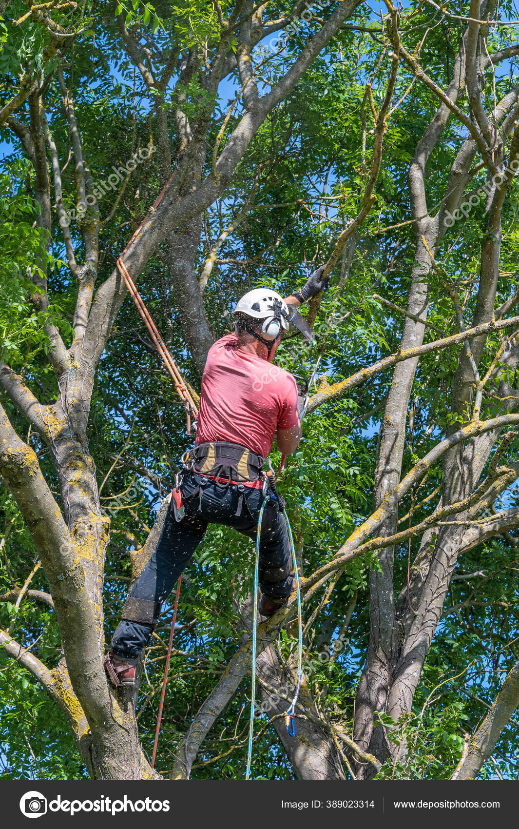 Tree Surgeon Arborist Safety Rope Using Chainsaw Cut Tree Branches ...