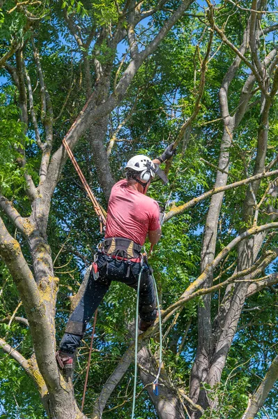 Arborist Tree Surgeon Cutting Tall Tree Using Safety Ropes Stock Photo ...