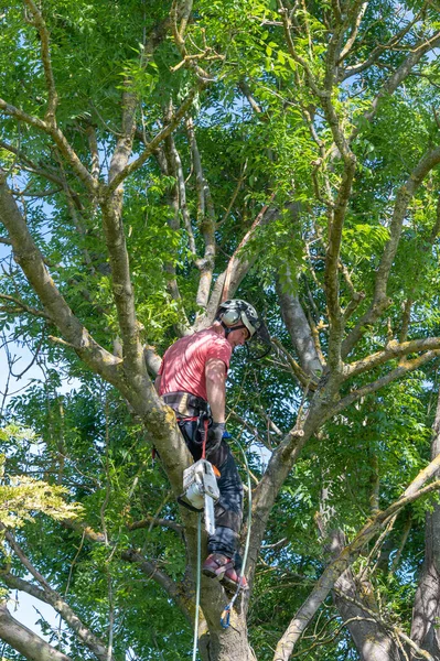 Female Arborist Roped Tree Ready Start Work — Stock Photo © diverroy ...