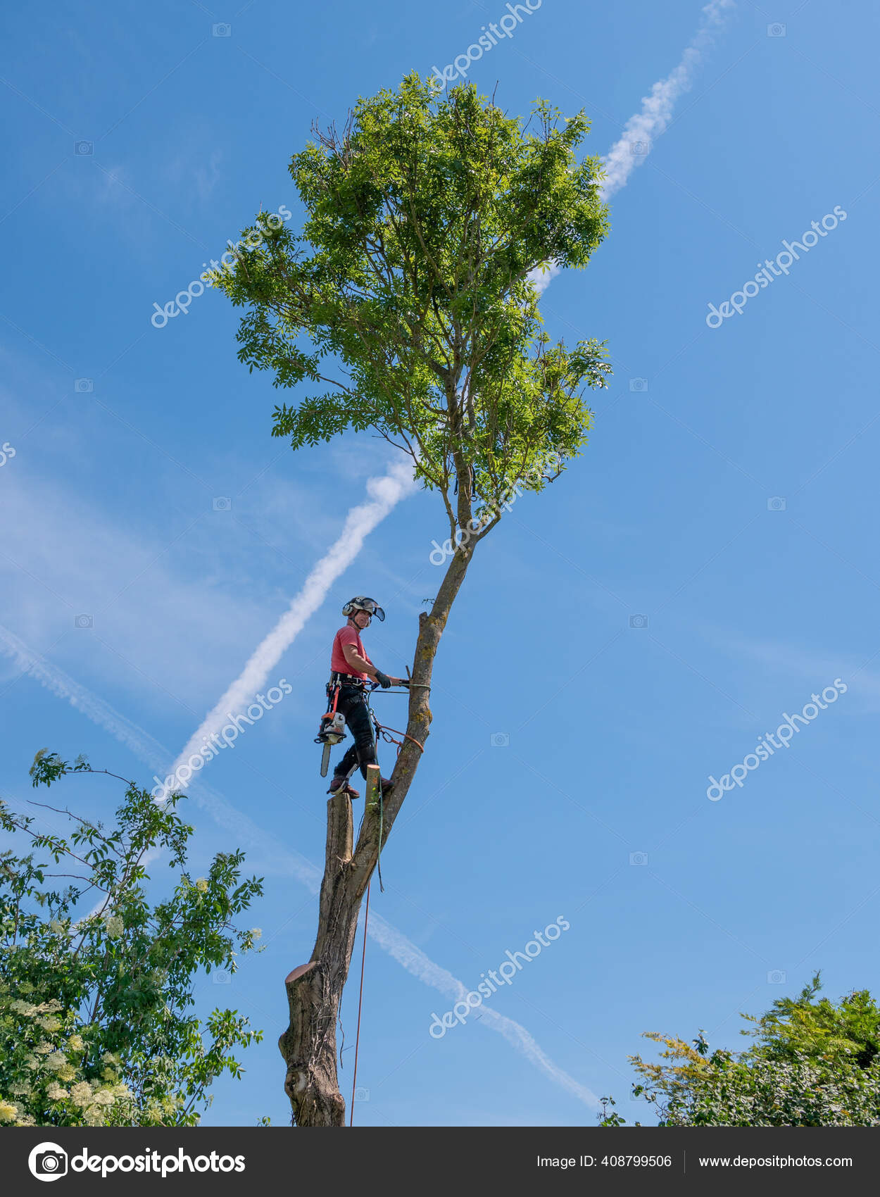 Arborist Tree Surgeon Cutting Tall Tree Using Safety Ropes Stock Photo ...