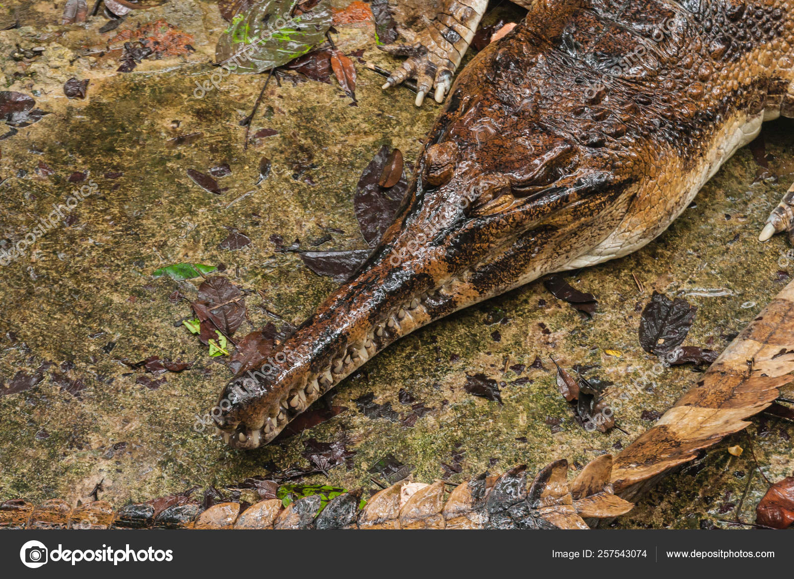 False Gharial Tomistoma Schlegelii Also Known Malayan Gharial Sunda ...