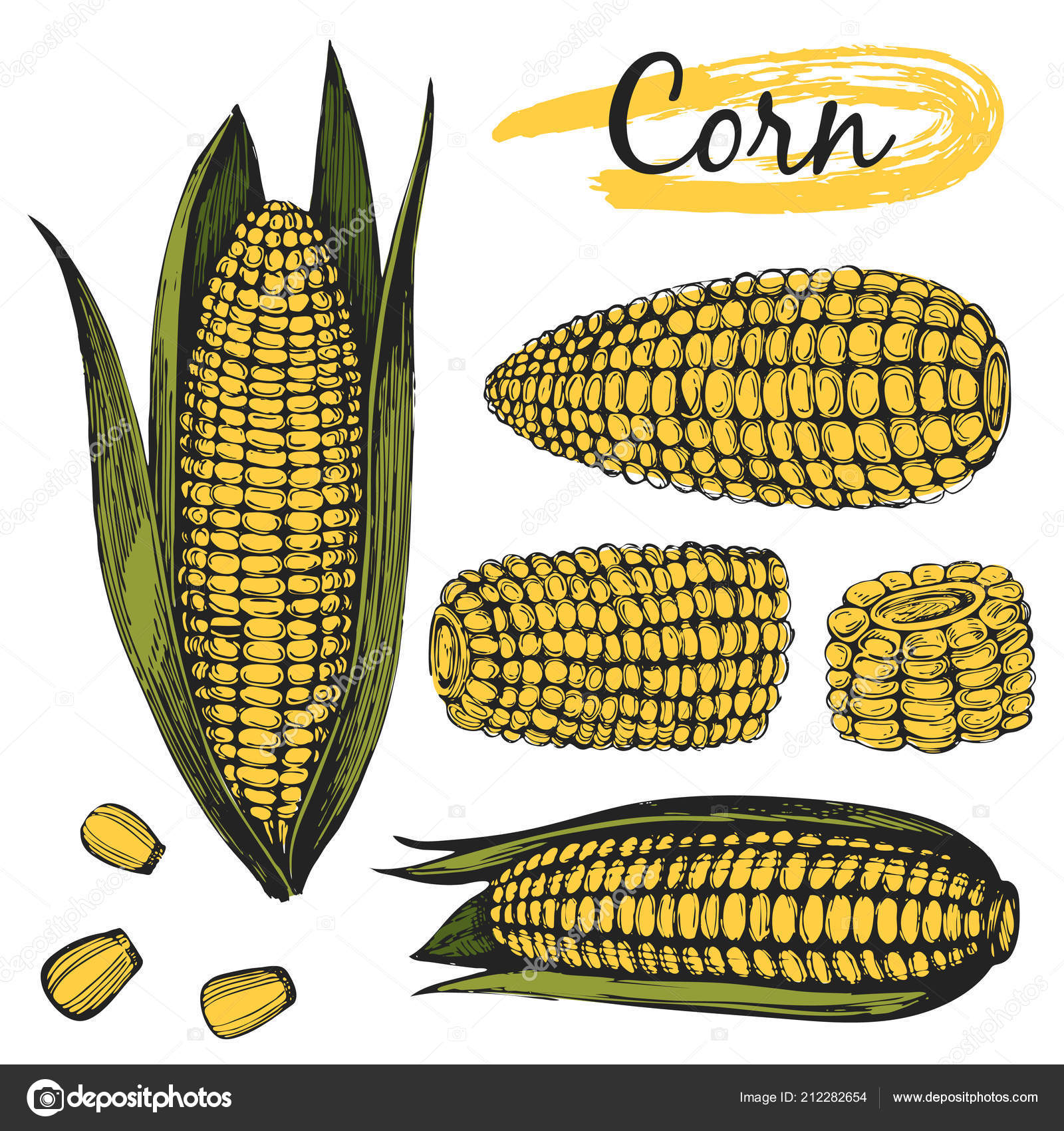 Vector Collection Yellow Corn Stock Vector Image by ©Ollimay #212282654