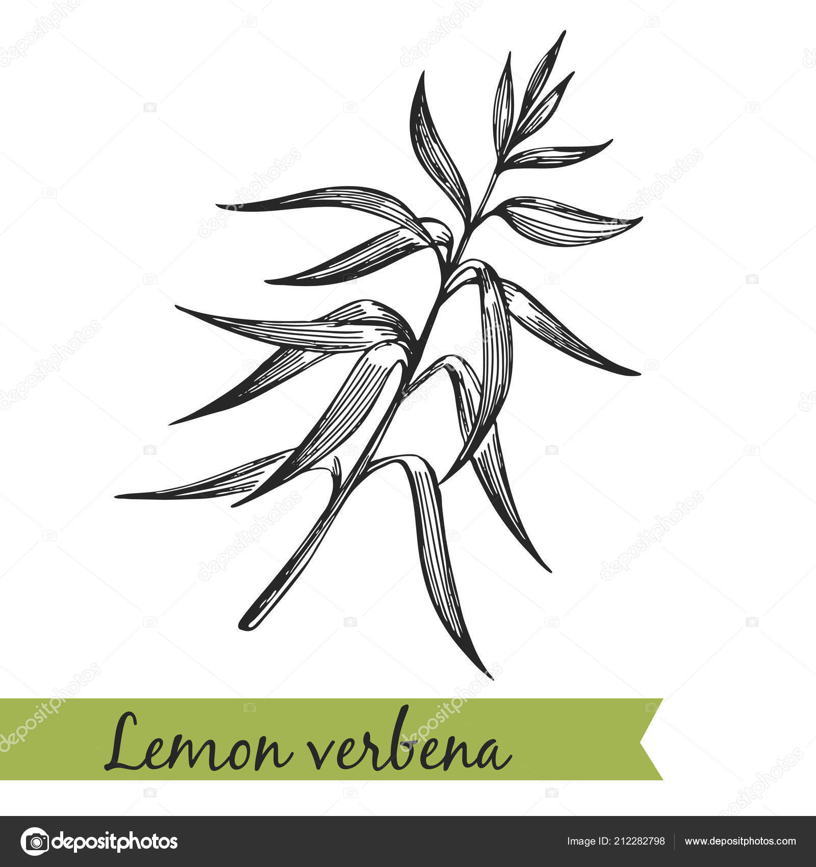 Lemon Verbena Drawing