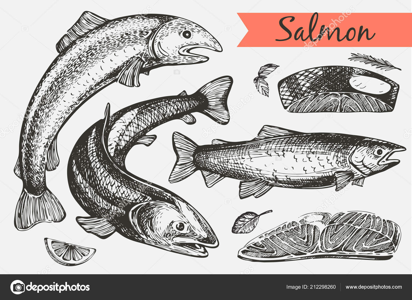 Vector Set Graphic Salmon Fish Fillet Stock Vector Image by ©Ollimay ...