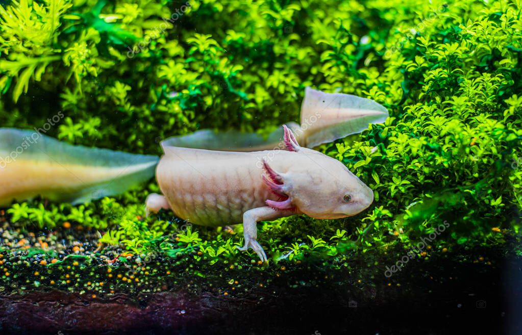 Axolotl nadando bajo el agua acuario acuario acuario de peces vida ...