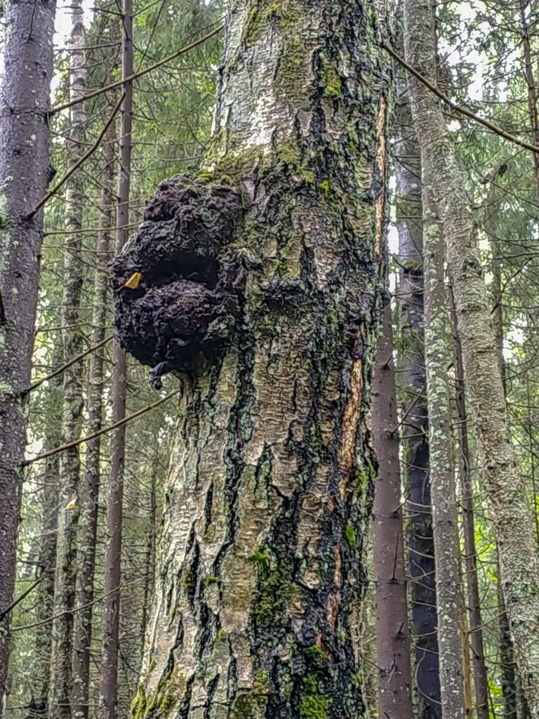 Detalle de la excrecencia de un rbol, burl en un tronco de rbol en un ...