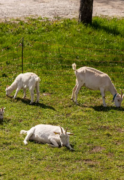 Goats lying down Stock Photos, Royalty Free Goats lying down Images ...