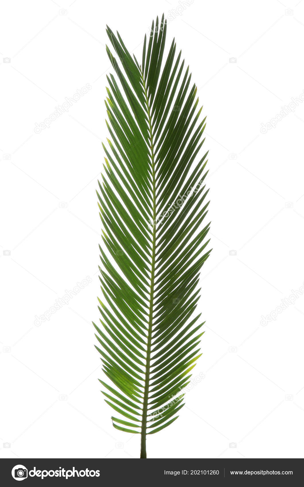 Beautiful Tropical Sago Palm Leaf White Background — Stock Photo ...