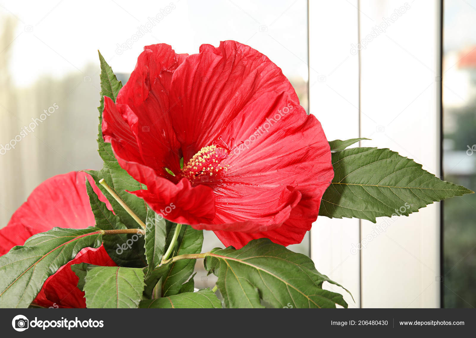 Beautiful Red Hibiscus Flower Window Indoors Stock Photo by ©NewAfrica ...