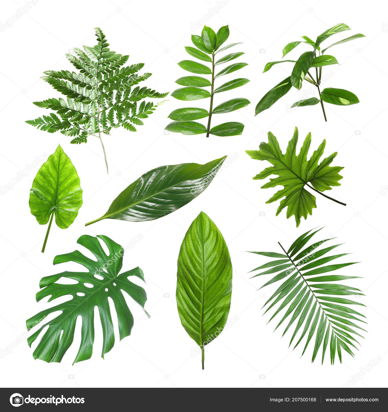 Tropical Leaves Names