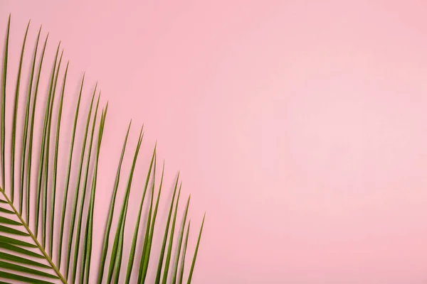 Date palm tree leaf Images - Search Images on Everypixel