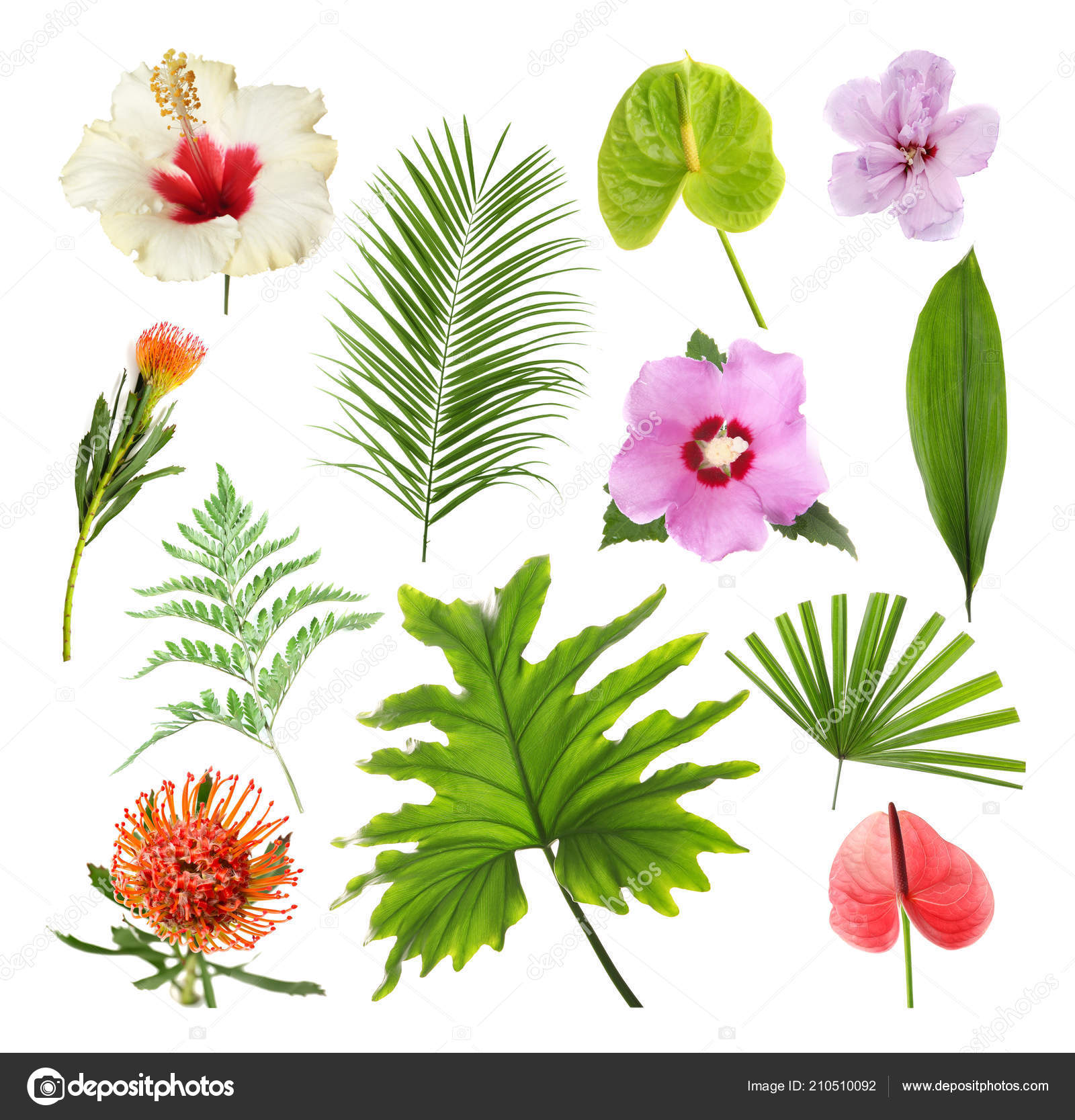 Jungle Flowers Names