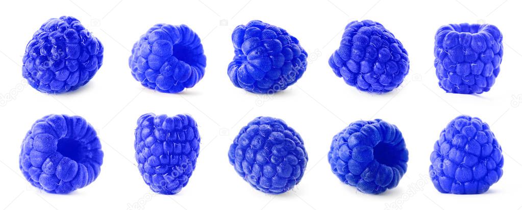 Set con frambuesas azules (Rubus leucodermis) sobre fondo blanco 2022