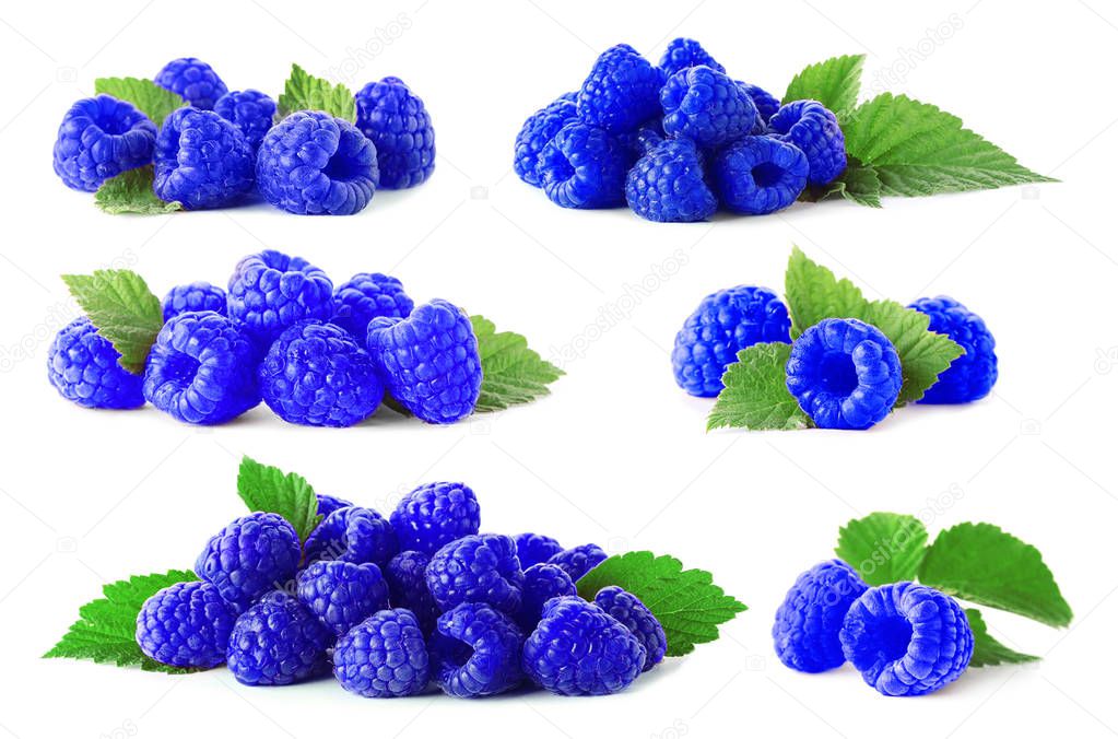 Set con frambuesas azules (Rubus leucodermis) sobre fondo blanco 2022