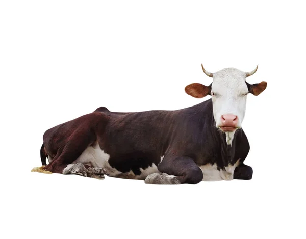 Fotos de Vaca deitada, Imagens de Vaca deitada sem royalties ...