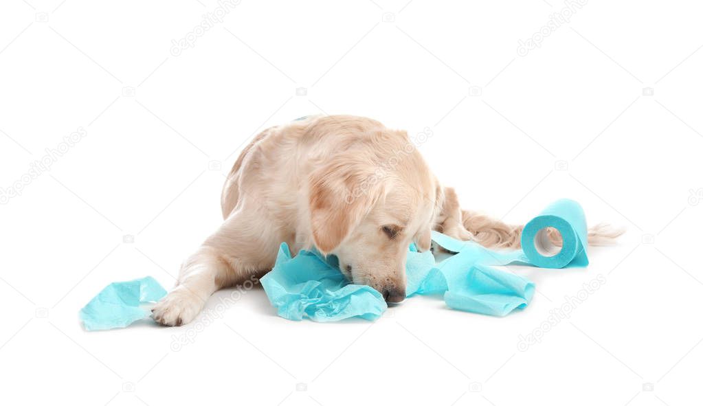 Lindo perro jugando con rollo de papel higiénico sobre fondo blanco 2023
