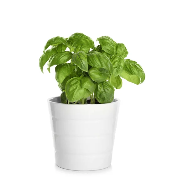 Basil pot Stock Photos, Royalty Free Basil pot Images | Depositphotos