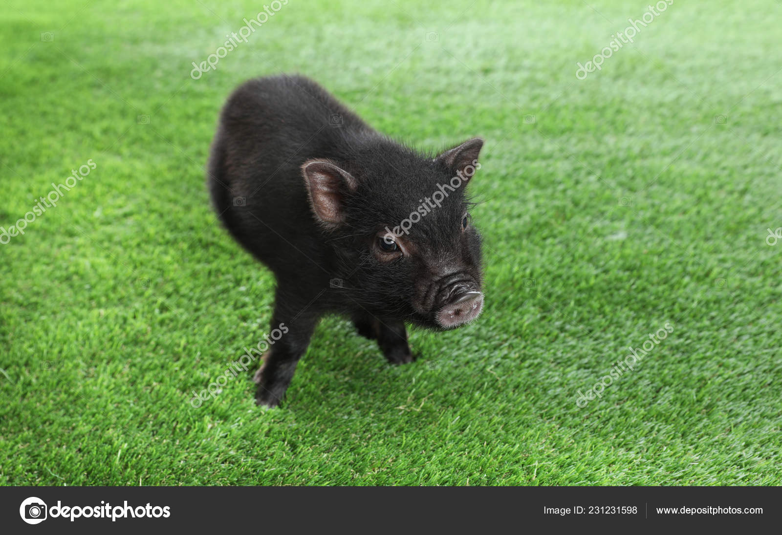 Black Micro Pig