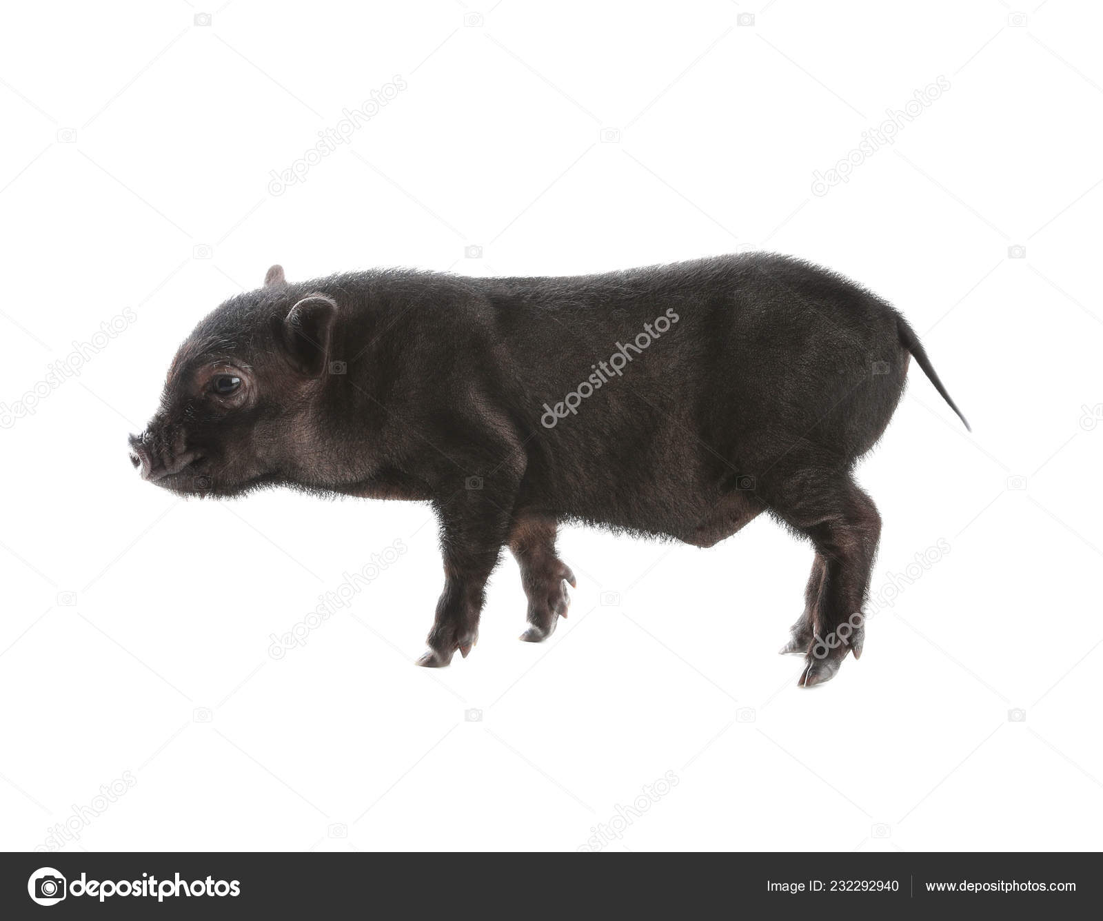 Adorable Black Mini Pig White Background Stock Photo by ©NewAfrica ...