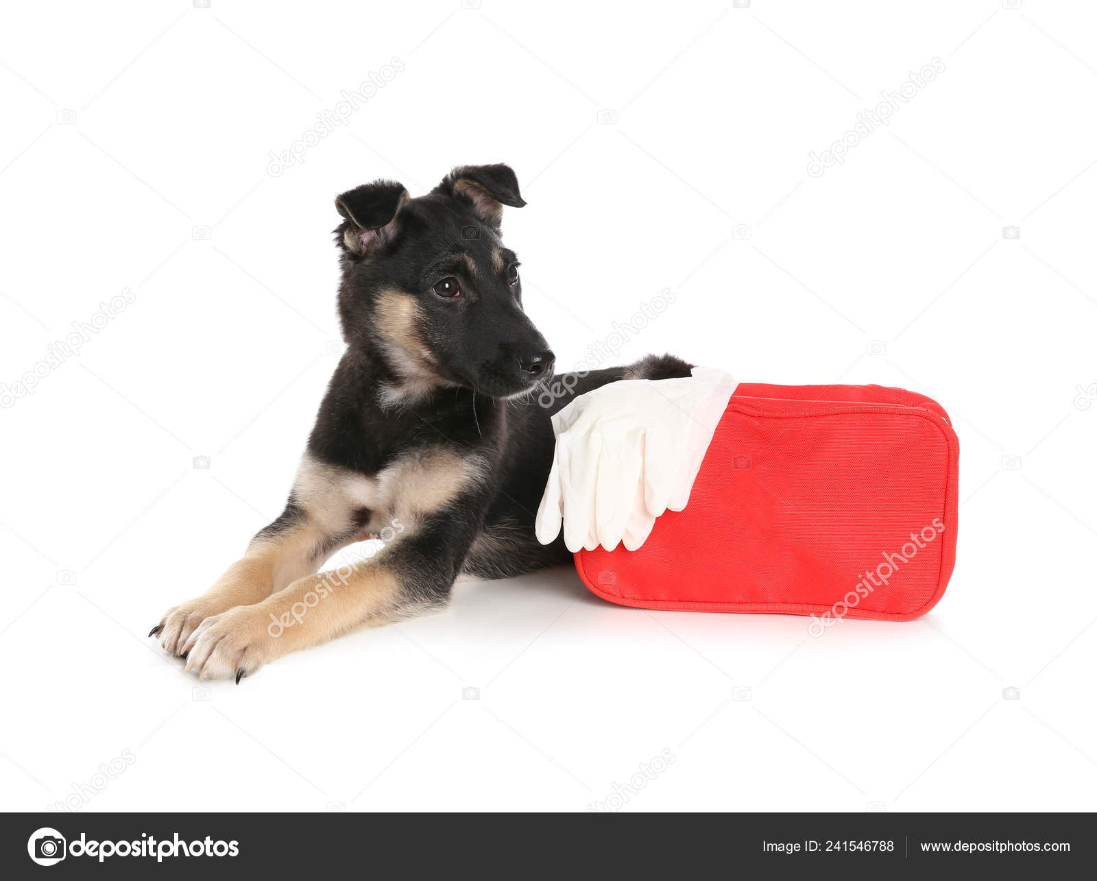 Cute Puppy First Aid Kit White Background Stock Photo by ©NewAfrica ...