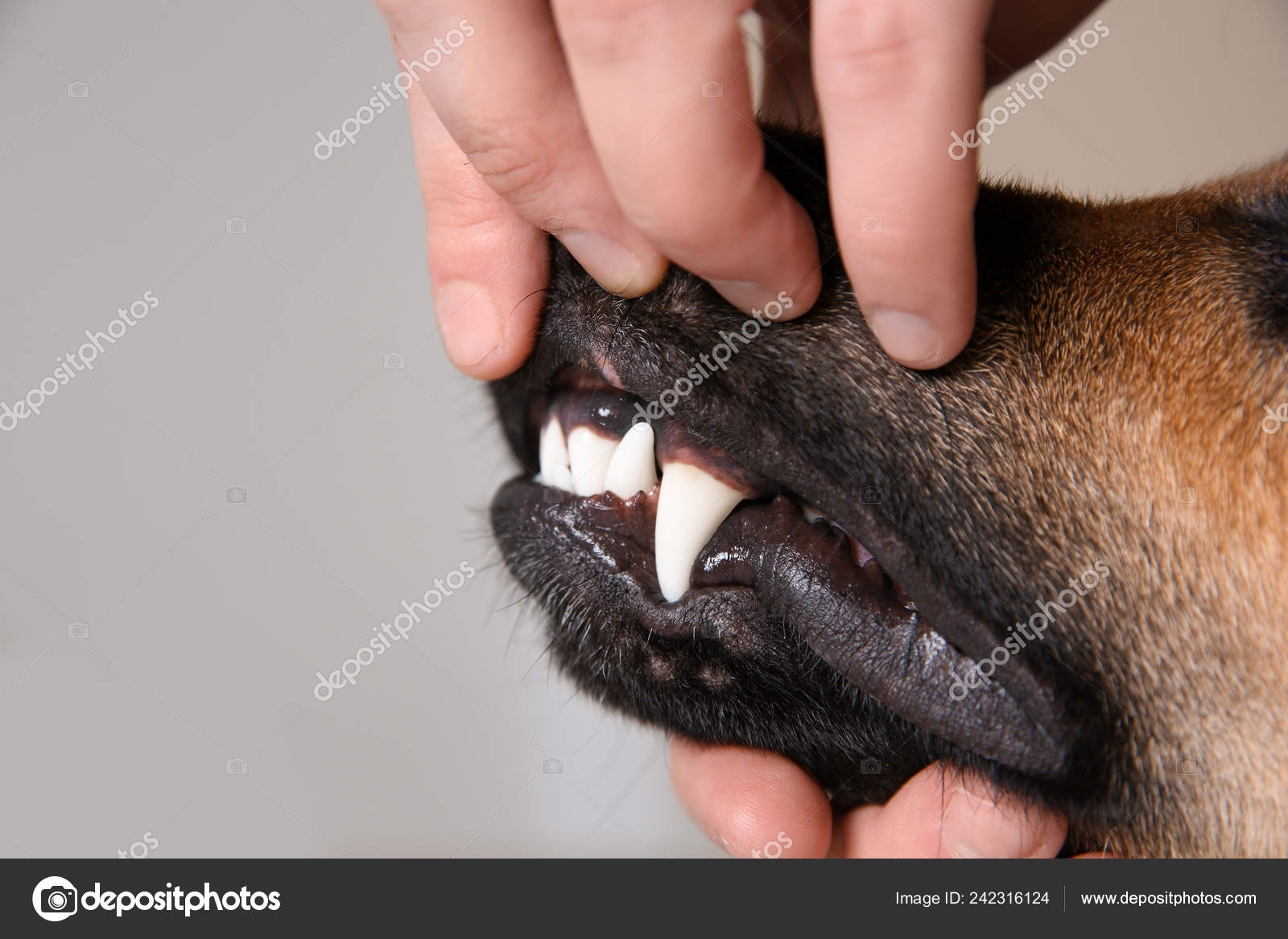 Man Checking Dog's Teeth Light Background Closeup Pet Care Stock Photo ...