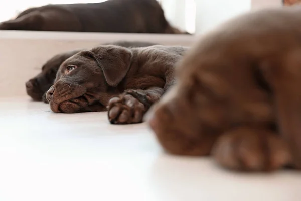 Chocolate Labrador Retriever puppies sleeping on floor indoors - Stock ...