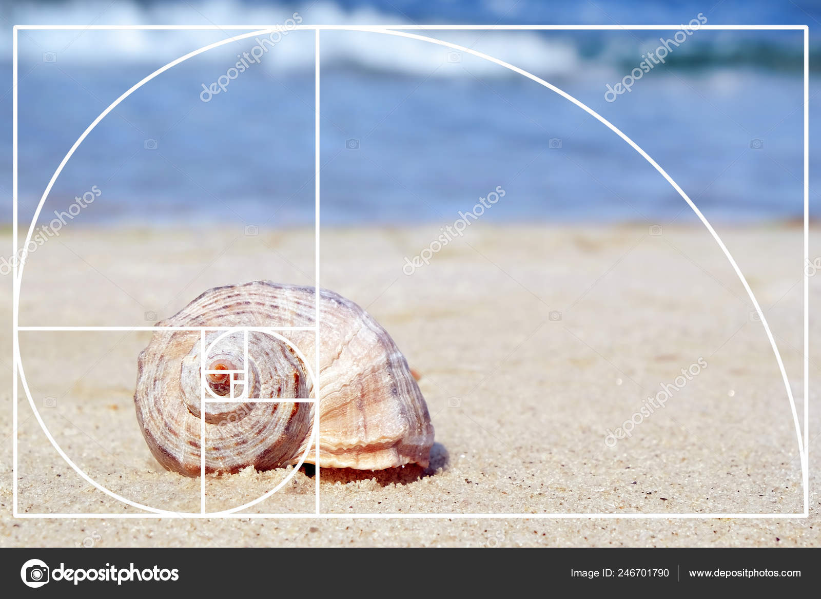Fibonacci Spiral Shell