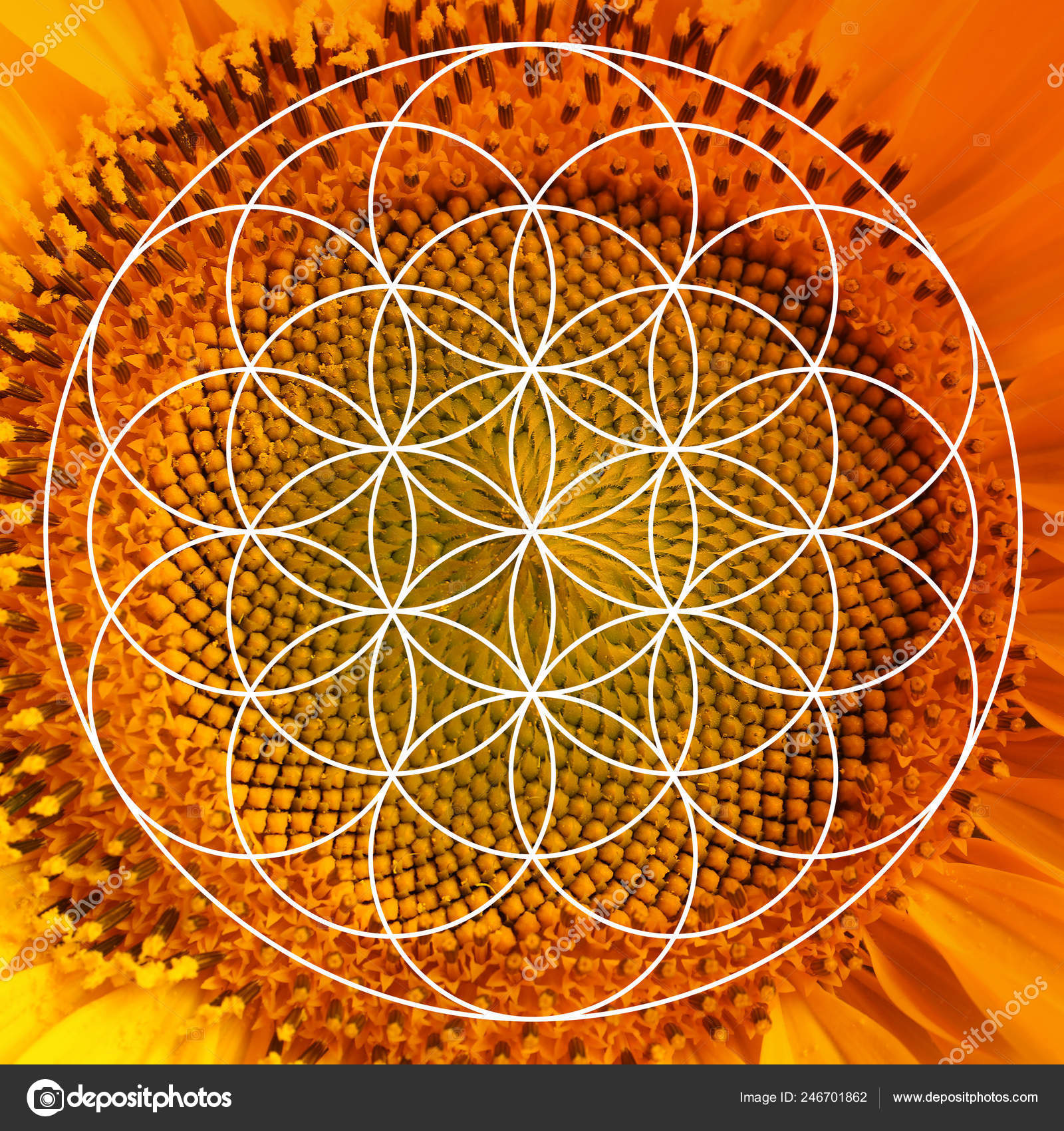 Fibonacci Spiral Arrangement Beautiful Flower Background Stock Photo by ...