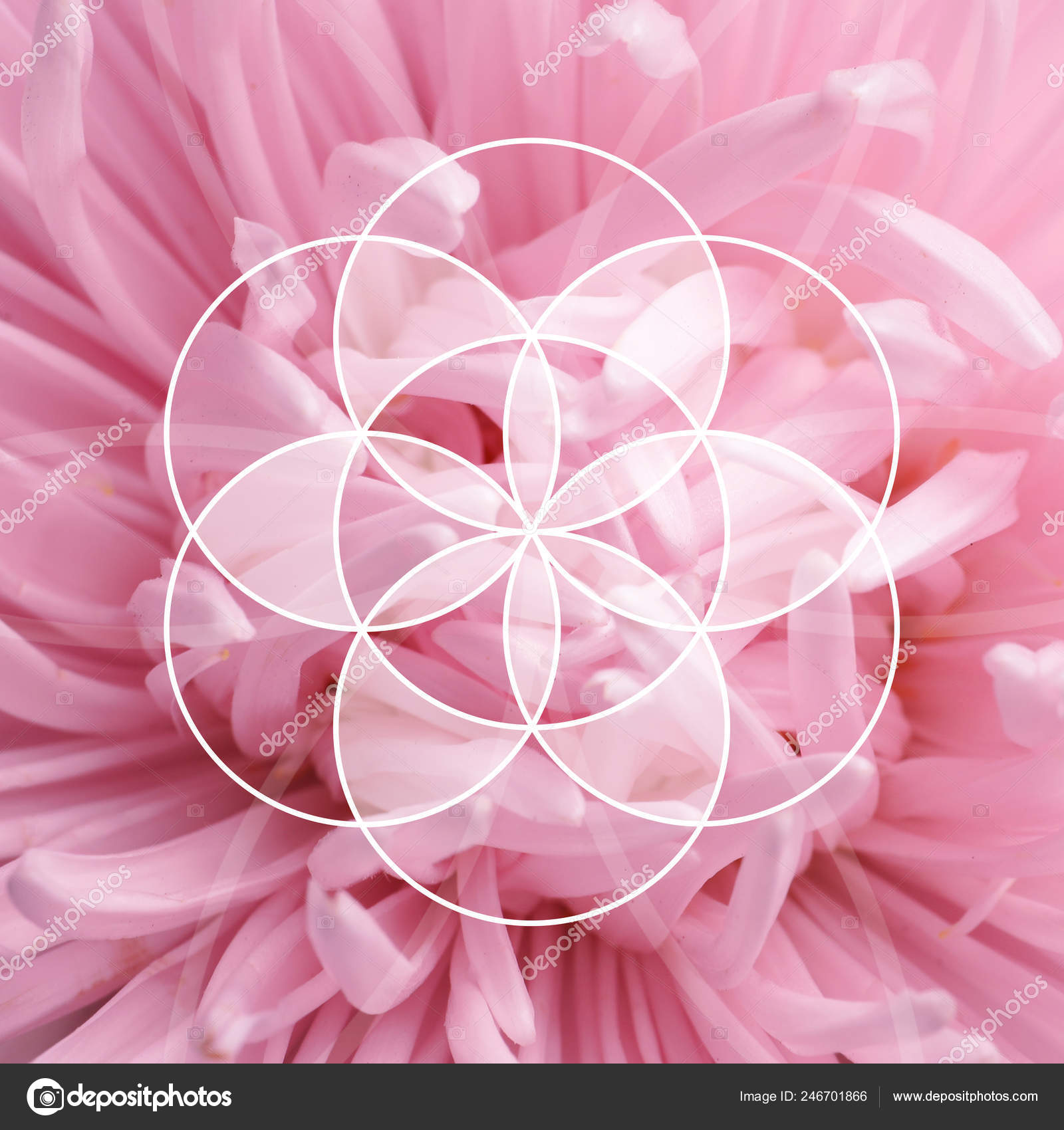 Fibonacci Spiral Arrangement Beautiful Flower Background Stock Photo by ...