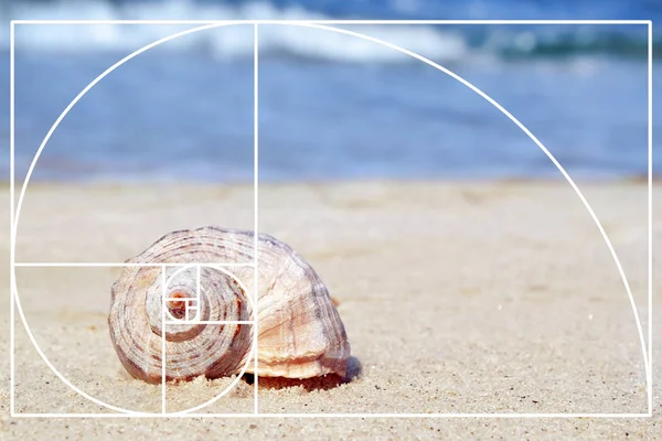 Fibonacci Stock Photos, Royalty Free Fibonacci Images | Depositphotos