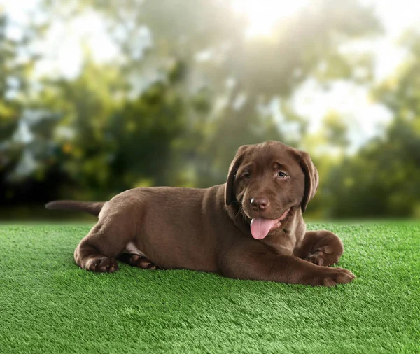 Chocolate Labrador Retriever puppy lying on green grass in park - Stock ...
