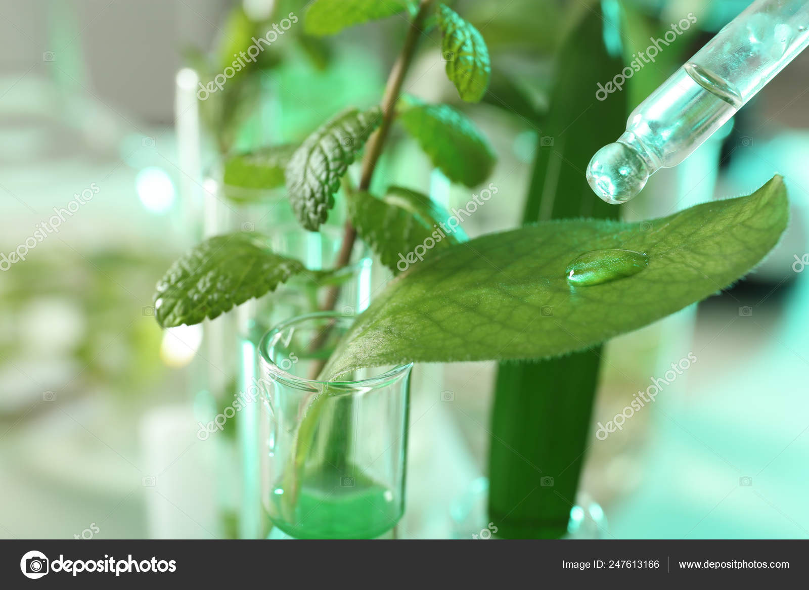 Clear liquid dropping from pipette on leaf against blurred background ...