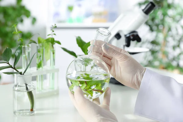 Plantas en laboratorio Stock Photos, Royalty Free Plantas en ...