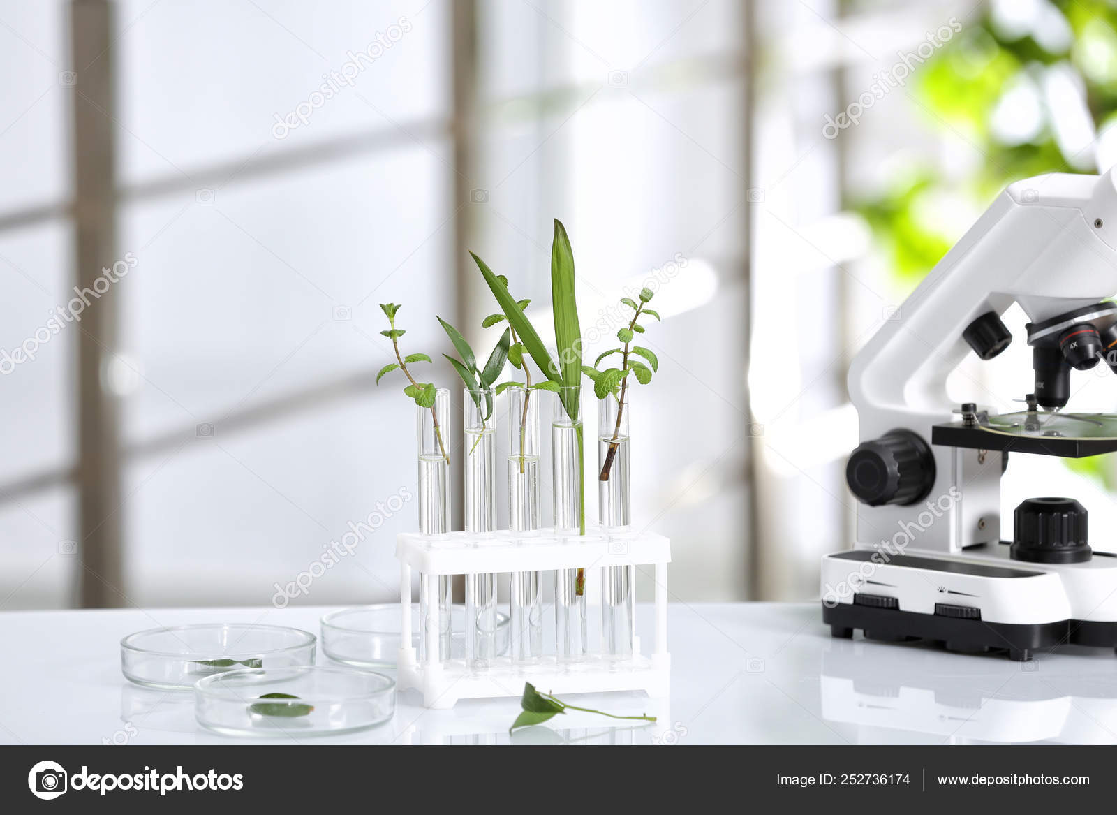 Laboratory glassware with different plants on table against blurred ...