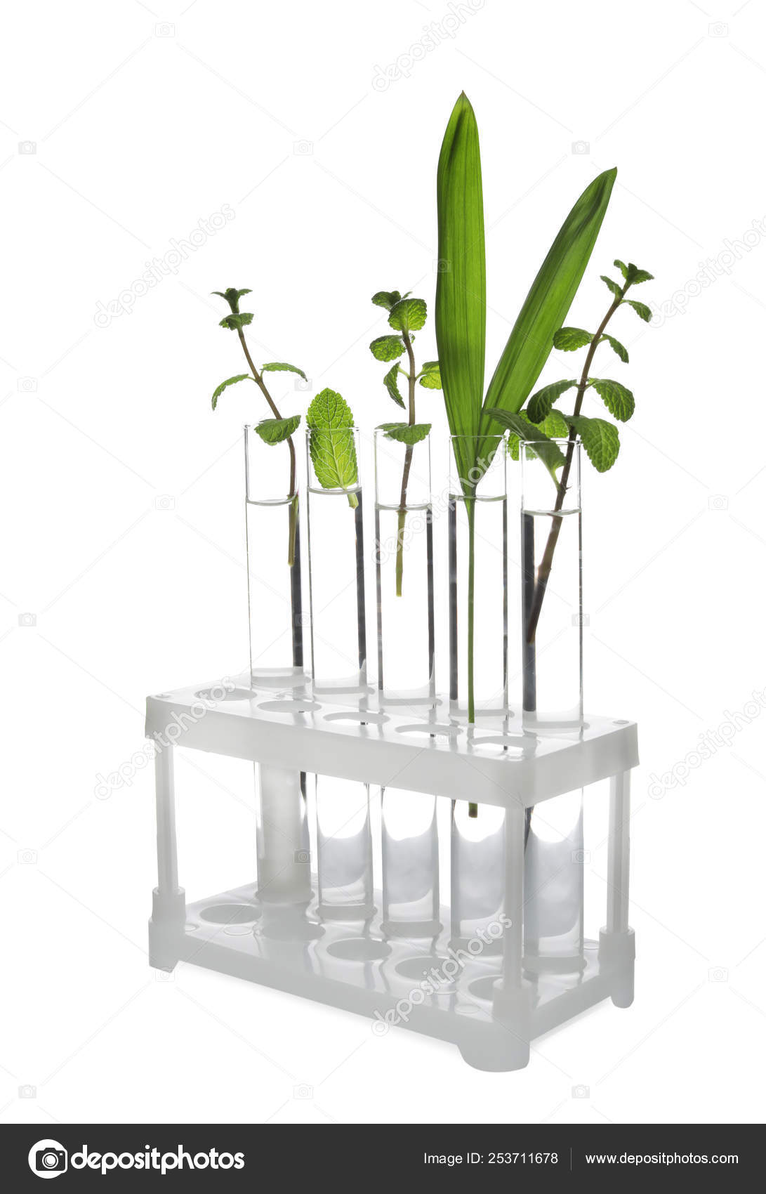 Rack with plants in test tubes isolated on white. Organic chemistry ...