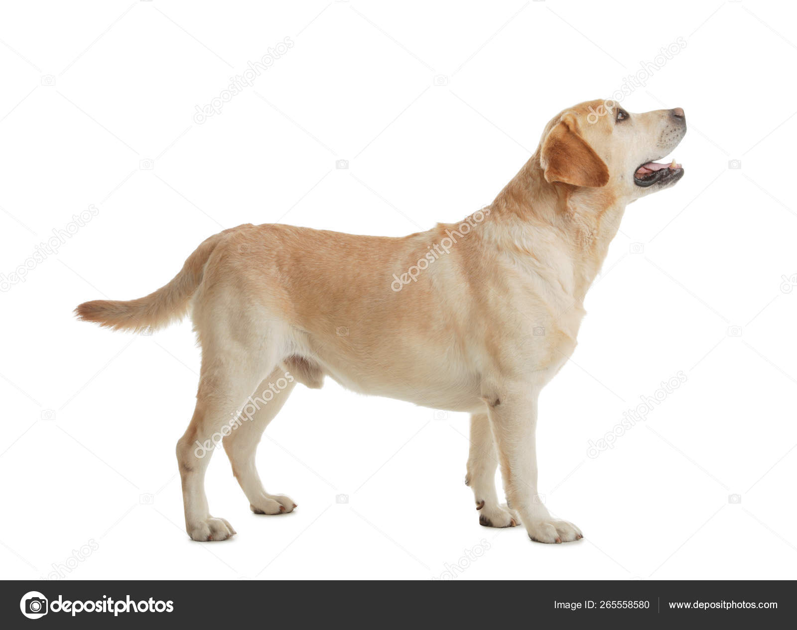 Labrador Amarillo De Pie Labrador Vom Bruckerberg Wurftagebuch