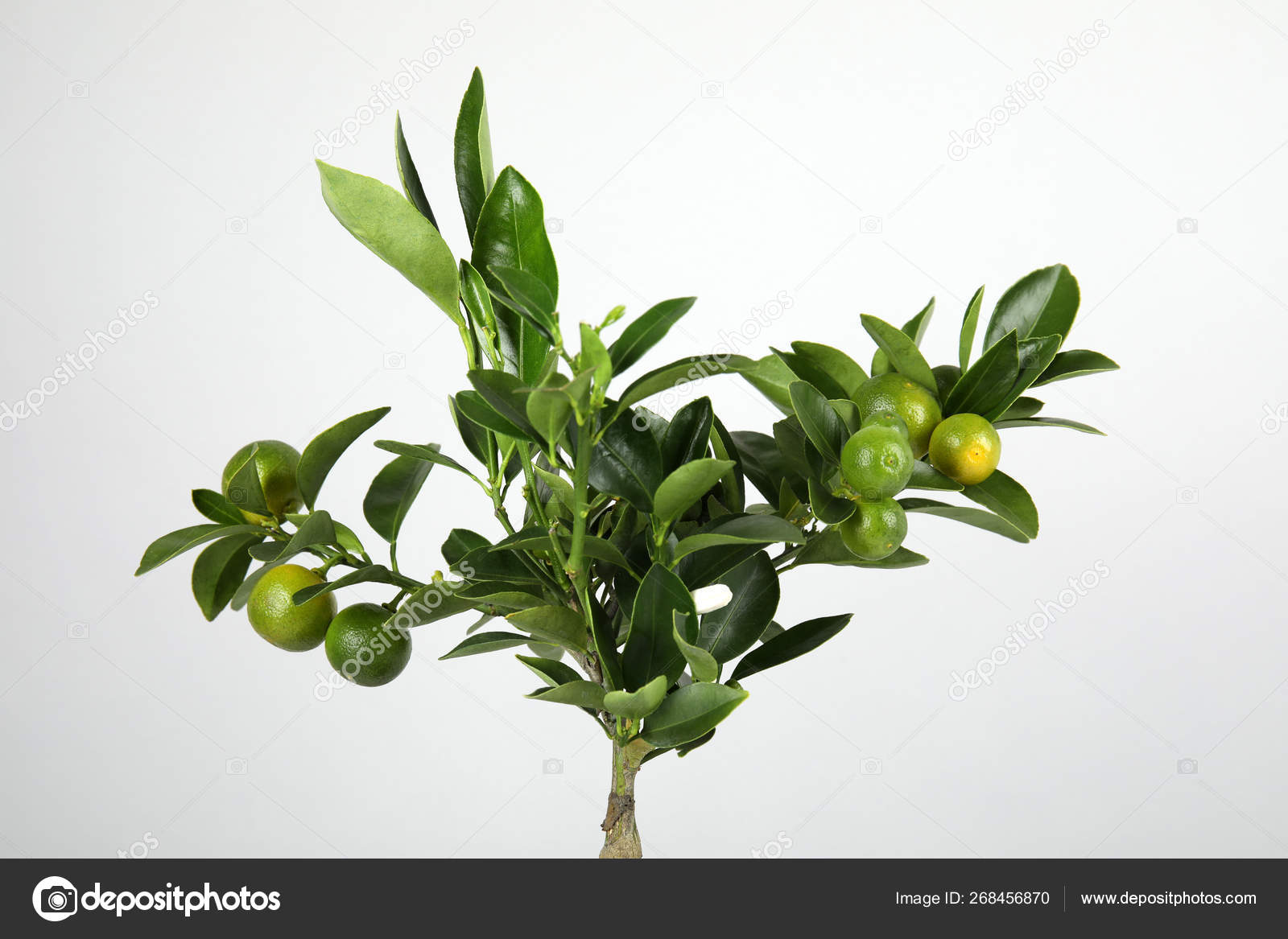 Calamansi Plant Clip Art