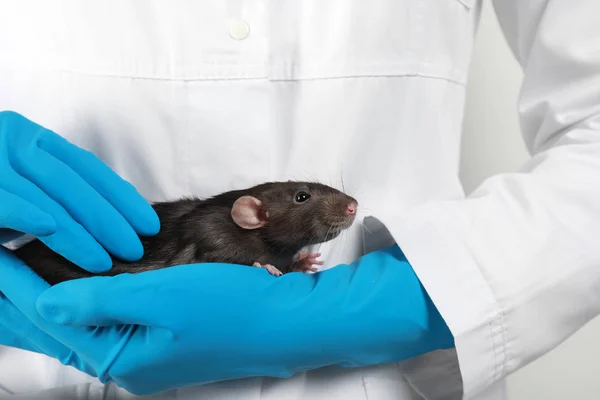 Científico sosteniendo rata de laboratorio sobre fondo azul, primer ...