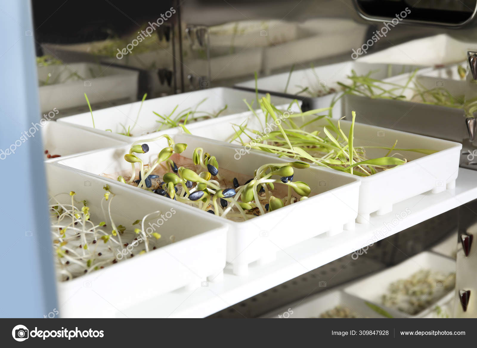 Containers with different sprouted seeds in germinator. Laboratory ...