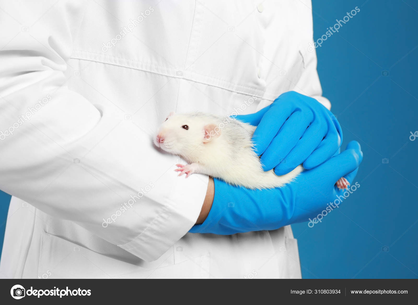 Scientist holding laboratory rat on blue background, closeup — Stock ...