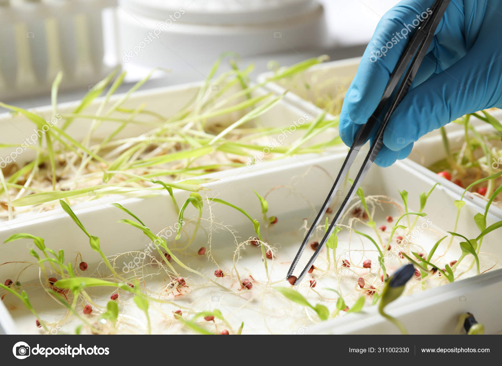 Scientist taking sprouted corn seed from container with tweezers ...