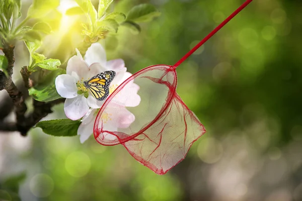 Bright net and beautiful butterfly on blossoming cherry tree outdoors ...